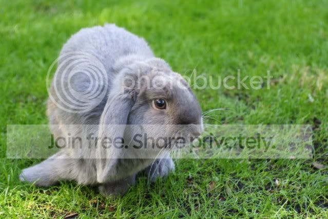 Splay leg | Rabbits Online Pet Rabbit & Bunny Forum