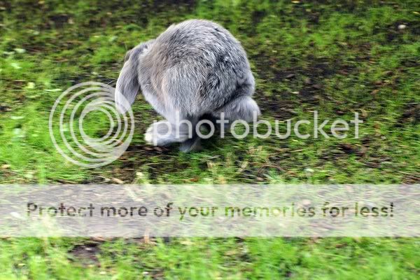 Splay leg | Rabbits Online Pet Rabbit & Bunny Forum