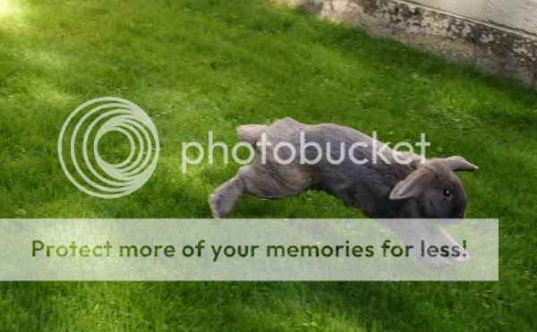 Splay leg | Rabbits Online Pet Rabbit & Bunny Forum