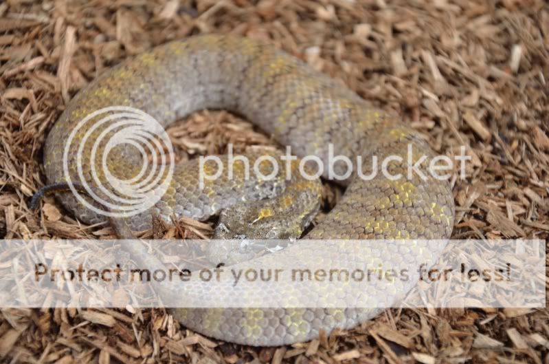 New ALBINO Death Adder **PICS** | Aussie Pythons & Snakes Forum