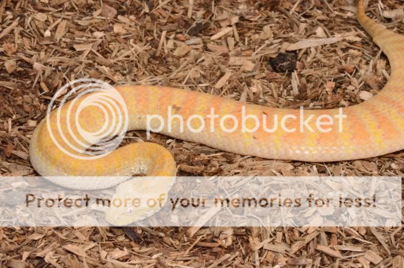 New ALBINO Death Adder **PICS** | Aussie Pythons & Snakes Forum