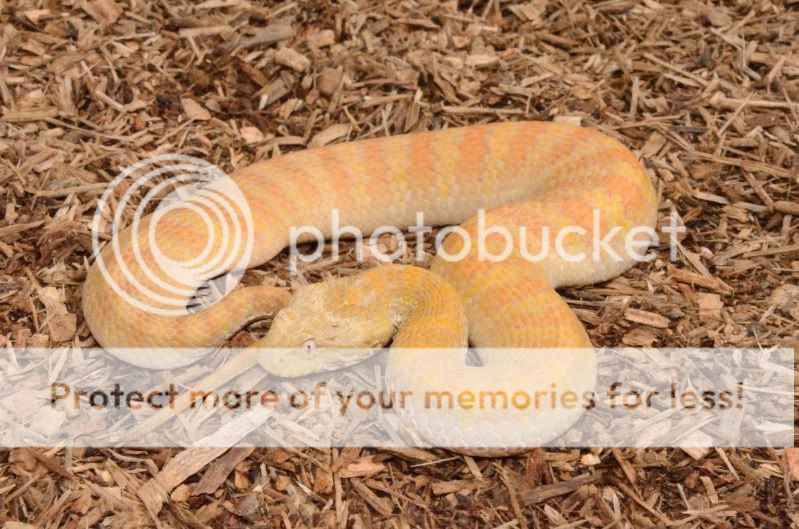 New ALBINO Death Adder **PICS** | Aussie Pythons & Snakes Forum