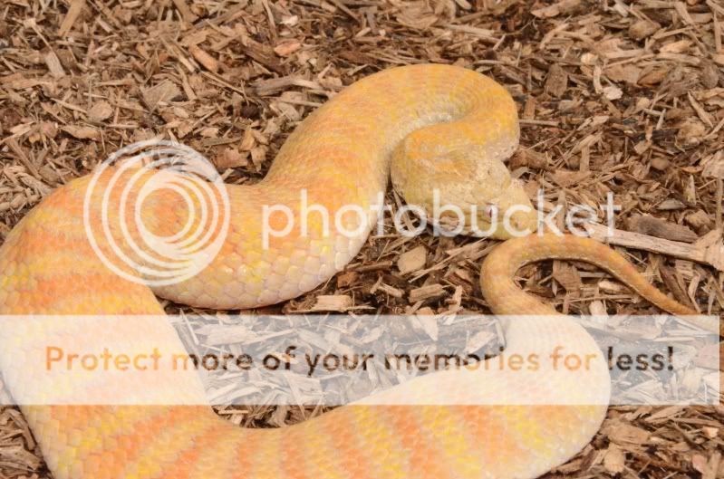 New ALBINO Death Adder **PICS** | Aussie Pythons & Snakes Forum