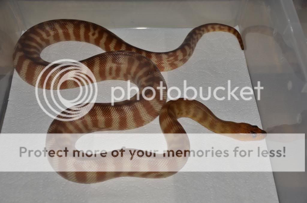 WOMA python. 3 year old male. | Aussie Pythons & Snakes Forum