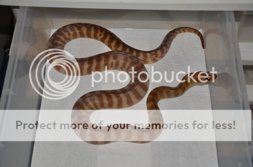 WOMA python. 3 year old male. | Aussie Pythons & Snakes Forum