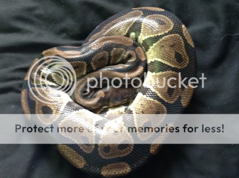 Entire Royal Python collection for sale | Reptile Forums
