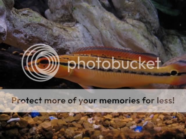 orange pike update | MonsterFishKeepers.com