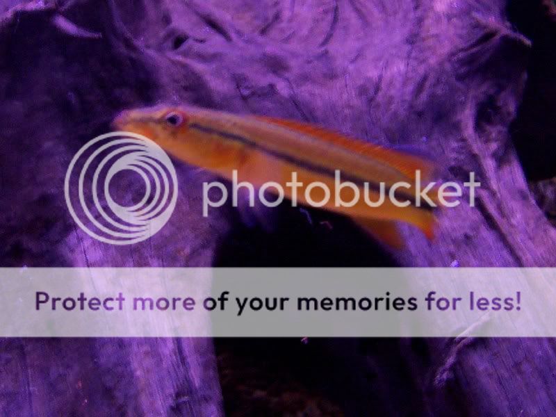 orange pike update | MonsterFishKeepers.com