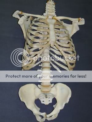 Real Human Spine Bones