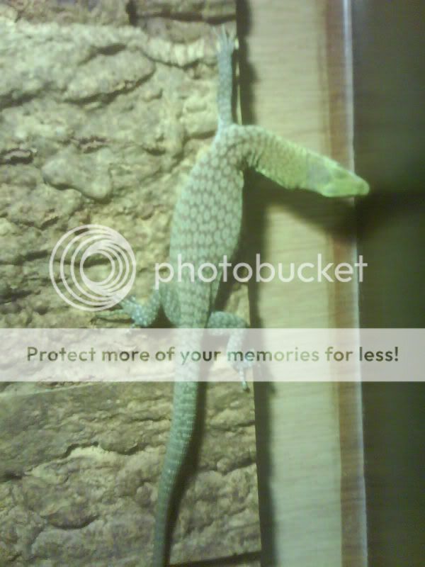 freckled monitor | Reptile Forums