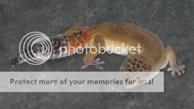 Color changing leopard gecko | Gecko Forums