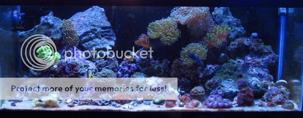 LPS dominated tanks (show off) | REEF2REEF Saltwater and Reef Aquarium ...