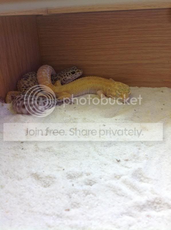 Why Won't My Leopard Gecko Mate? | Reptile Forums