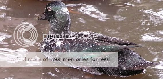 Bantam Silkie Ducks | BackYard Chickens - Learn How to Raise Chickens