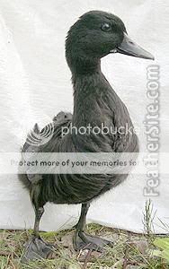 Loud duck breeds? | Page 2 | BackYard Chickens - Learn How to Raise ...