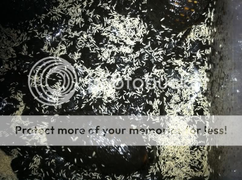 thought's on culturing springtail's | Reptile Forums