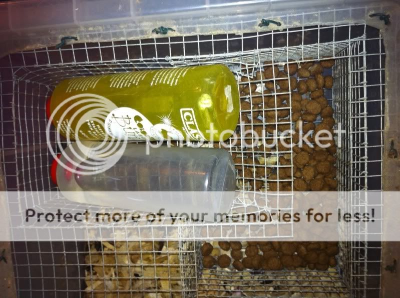 DIY Rodent rubs | Reptile Forums