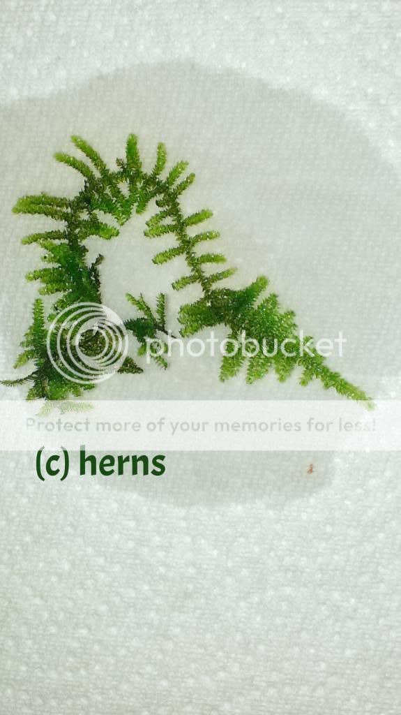 Mini Christmas moss vs Christmas moss | The Planted Tank Forum