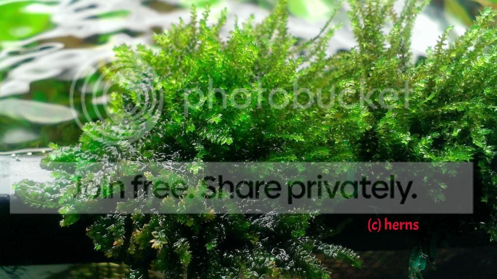 RARE MOSS. Lots of Photos. new variety added. | Barr Report Forum ...