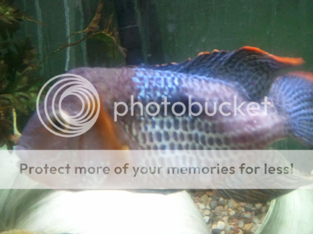 White fuzz | Cichlid Fish Forum