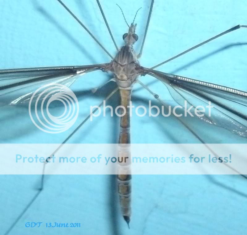 Huge Mosquito? Nope, a Crane Fly. | RedGage